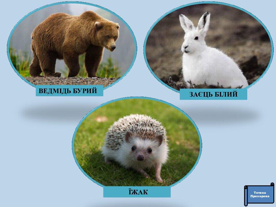 Червона книга України ТВАРИНИ | Ілюстрації. Дидактичні матеріали