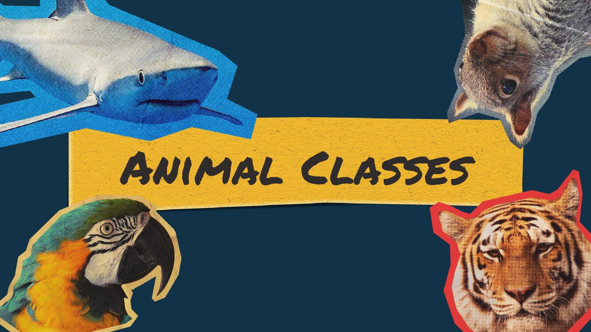 Презентація з англійської мови Animal Classes | Презентація. Англійська ...