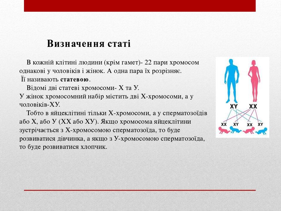 ПрезентаціяБудова та функції репродуктивної системи людини