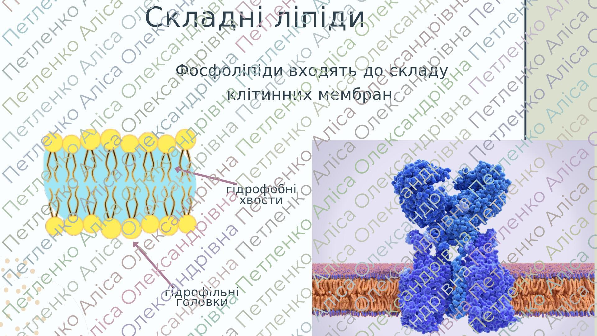 Презентація на тему "Ліпіди. Структура та функції." | Презентація. Біологія