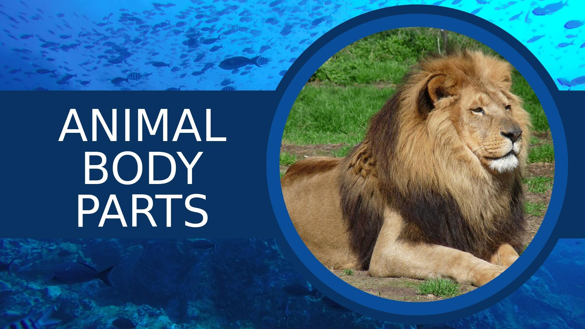 Презентація з англійської мови ANIMAL BODY PARTS | Презентація ...