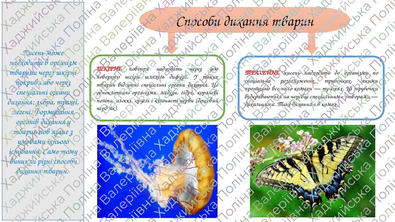 Презентація на тему ЯКІ ОСОБЛИВОСТІ ДИХАННЯ ТВАРИН І ЛЮДИНИ 6 клас