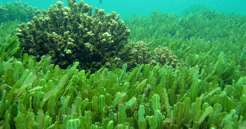 Презентація "Роль водоростей у природних екосистемах та житті людини ...