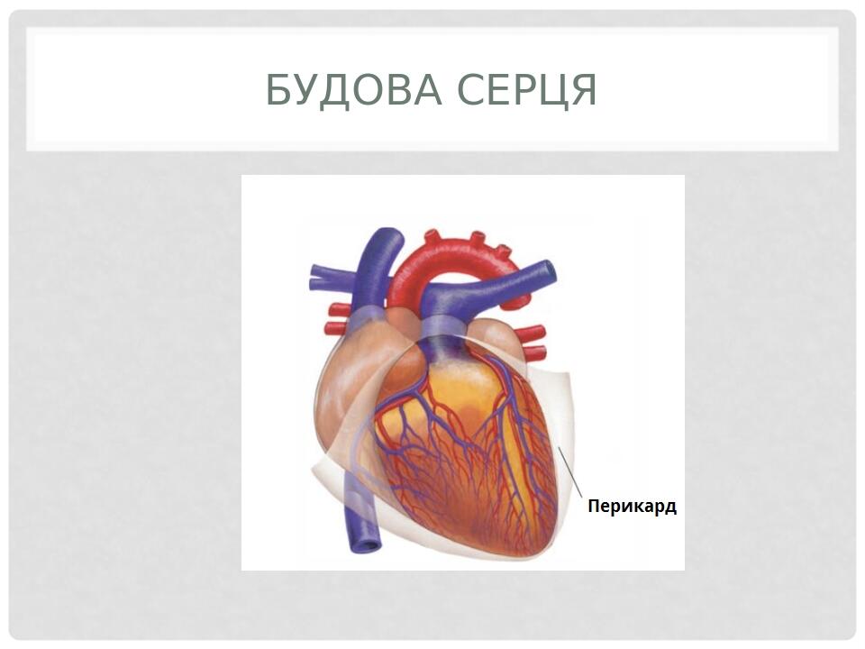 Презентація " Система кровообігу. Серце: будова та функції ...